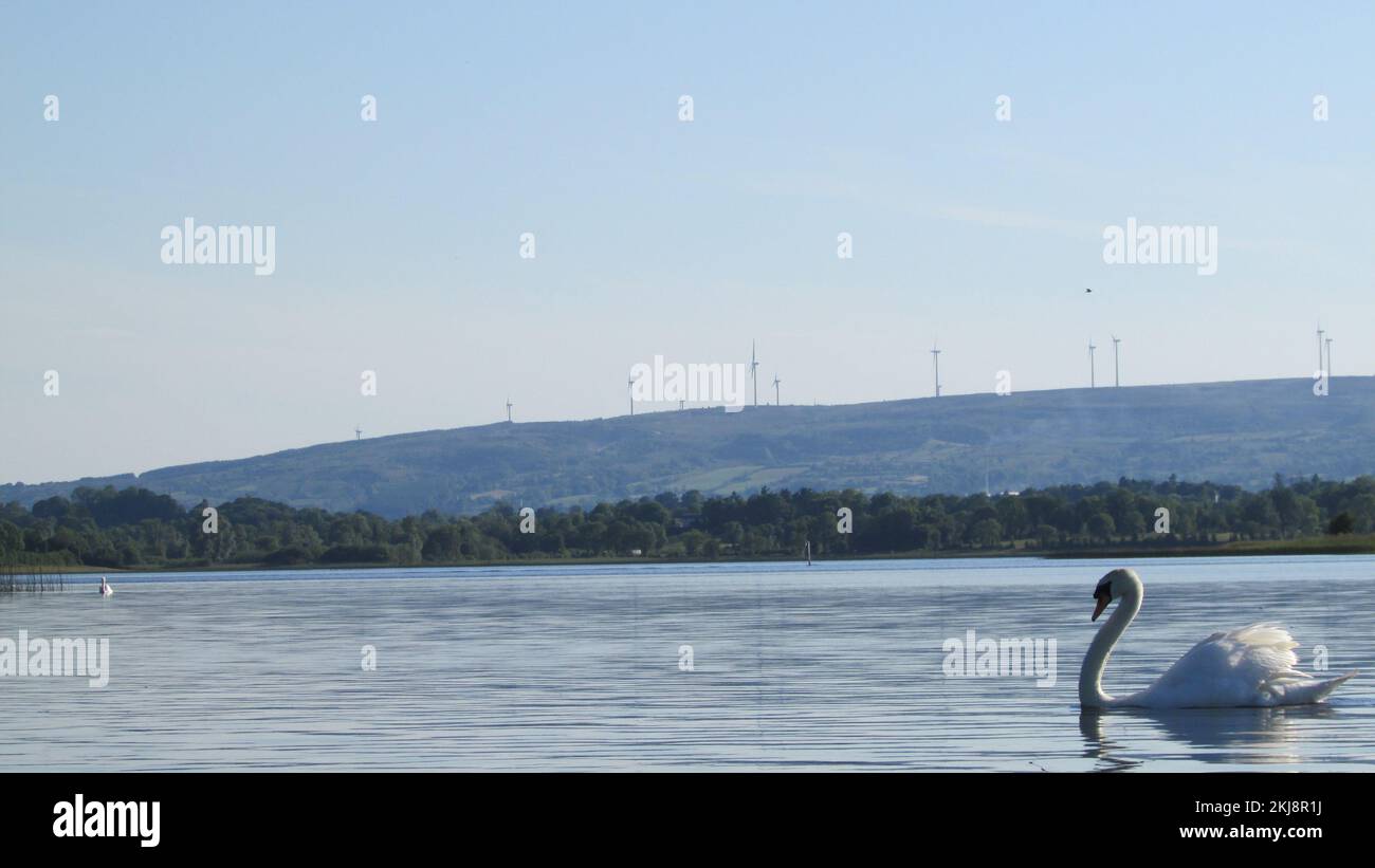 A mute swan swimming on the Upper Lough Erne lake in county Fermanagh ...