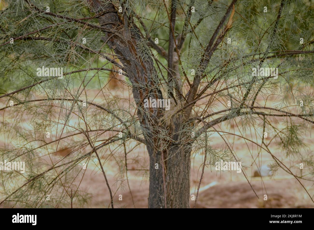 A closeup of a tree with wispy leaves Stock Photo - Alamy