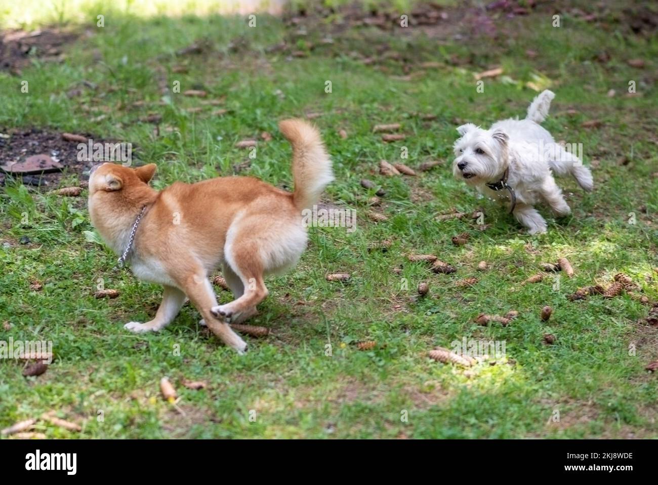 West highland white terrier and shiba inu running on green grass Stock ...