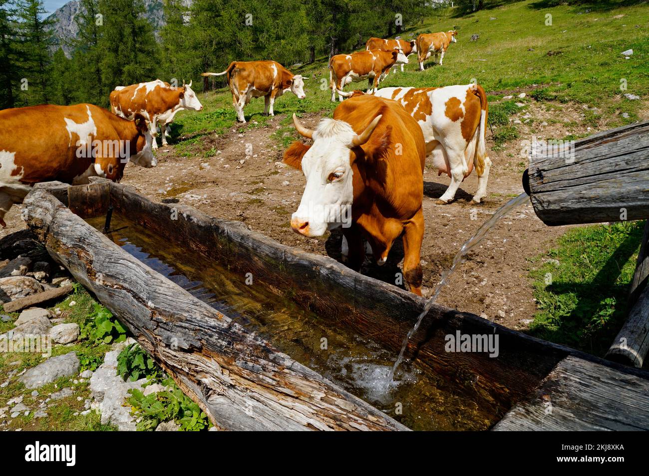 cows drinking out of water trough in alpine valley by foot of Dachstein ...