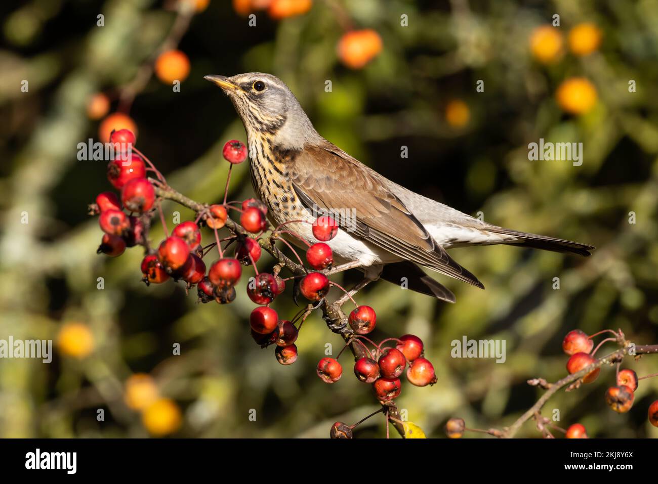 Portrait fieldfare in tree hi-res stock photography and images - Alamy