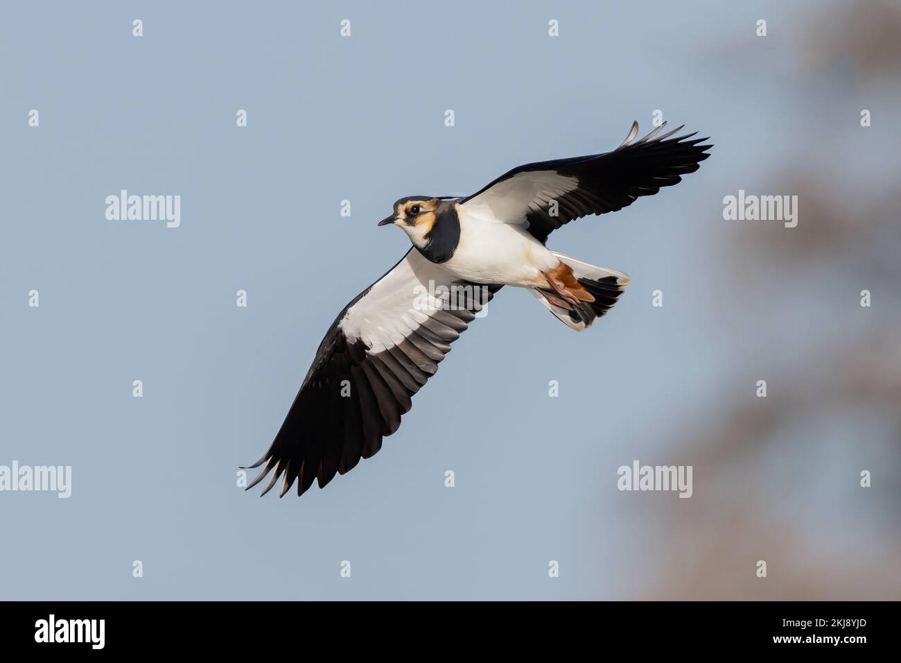Lapwing in flight Stock Photo - Alamy