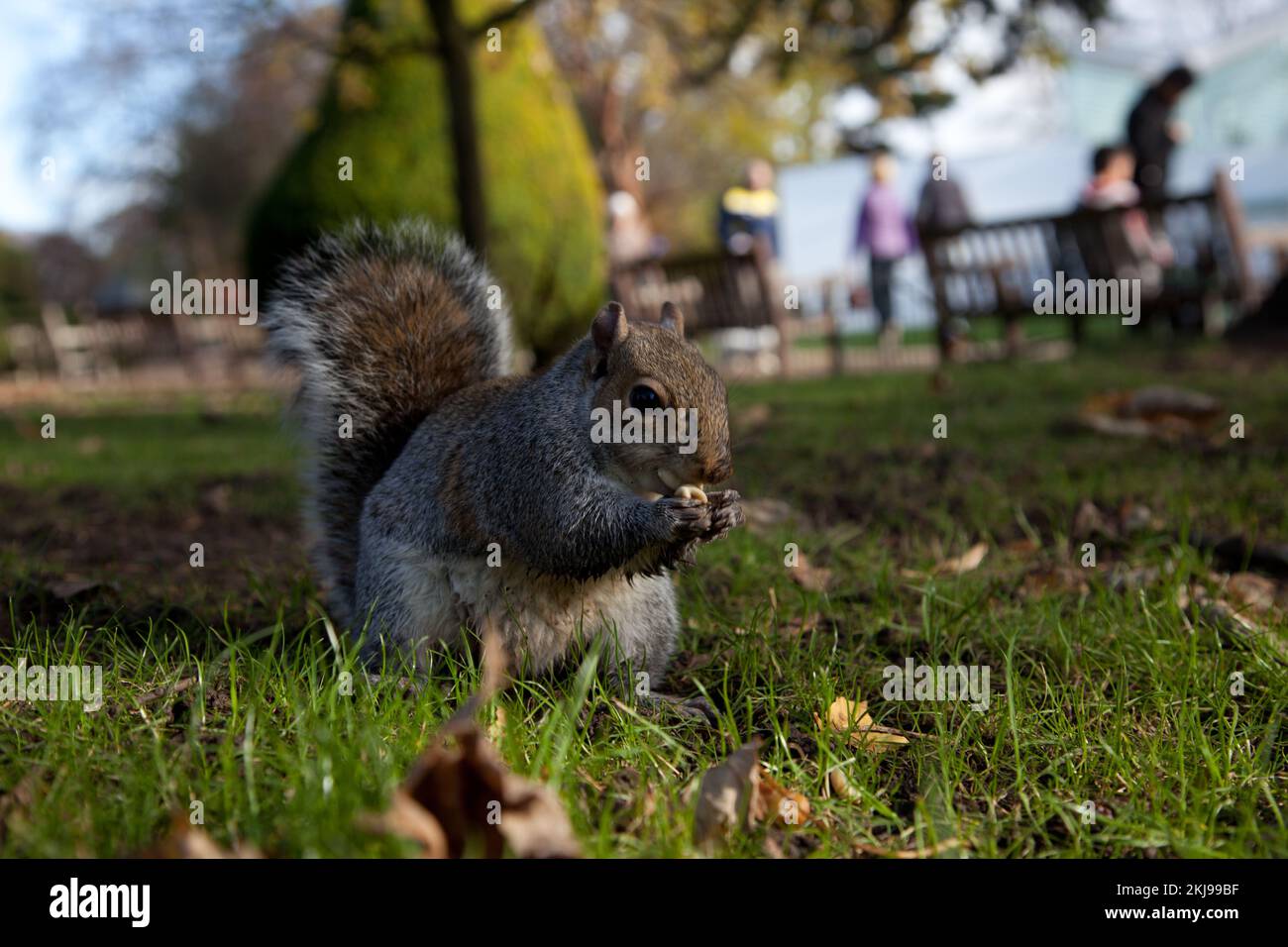 A squirrel sitting on the grass and eating nuts in a park Stock Photo ...