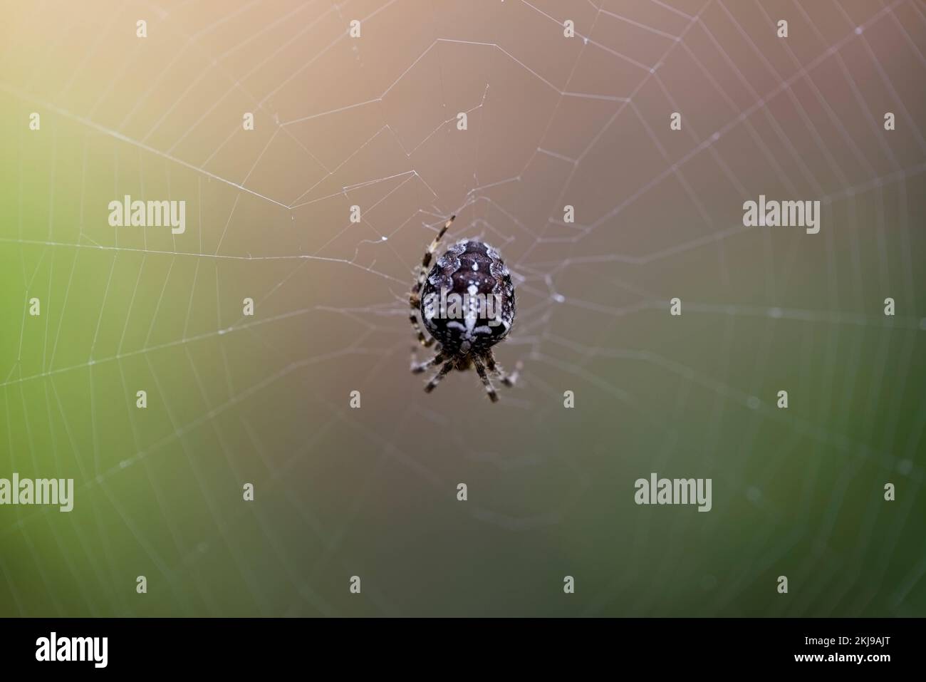 A macro shot of a spider on it's web Stock Photo - Alamy