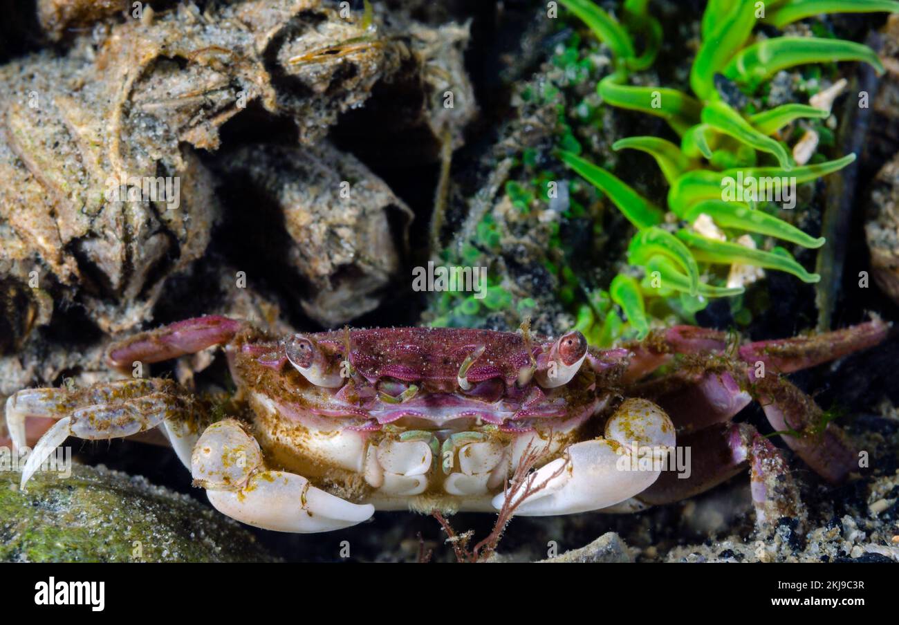 Small Shore Crab, British Columbia, Canada Stock Photo - Alamy