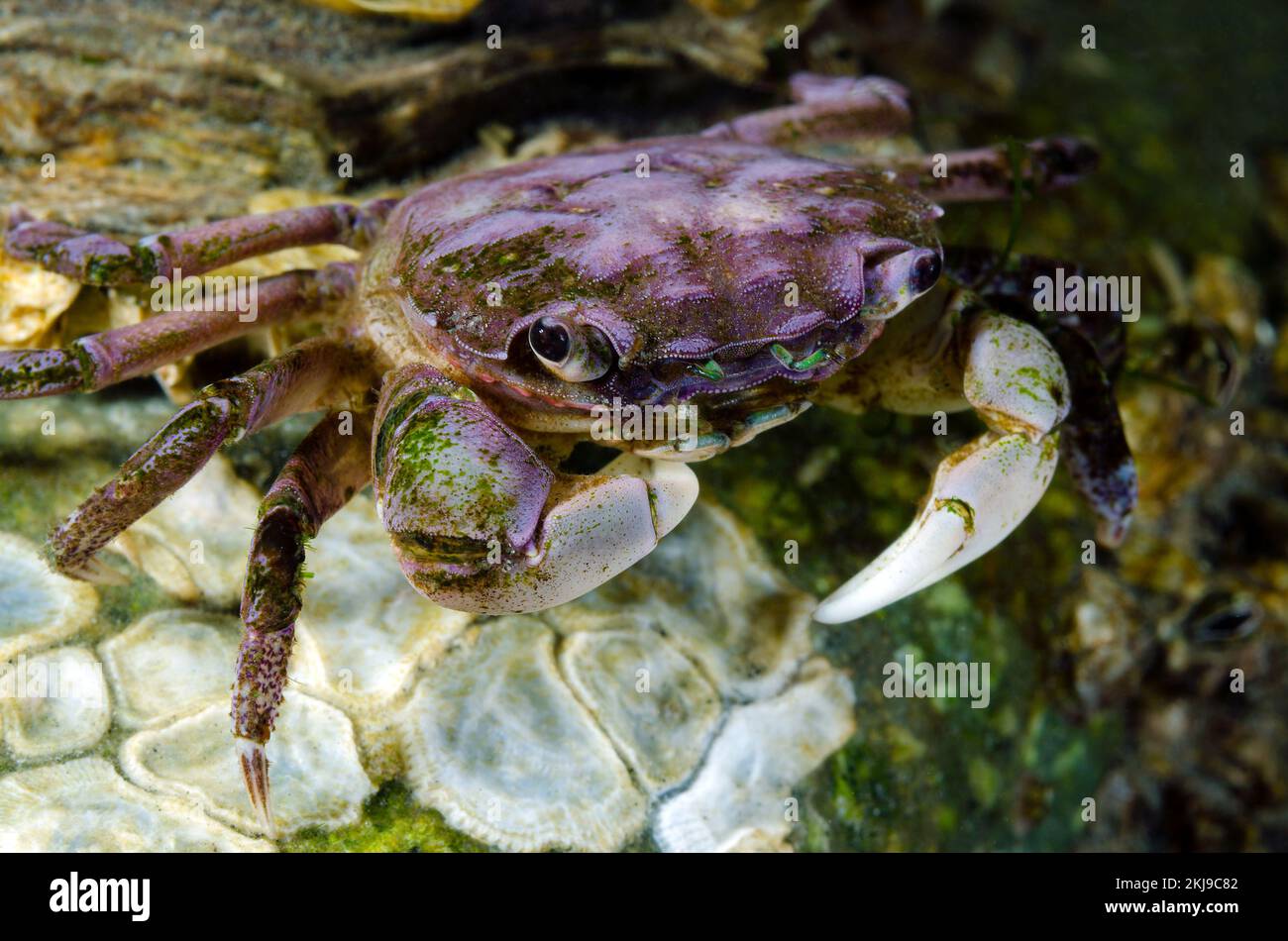 Small Shore Crab, British Columbia, Canada Stock Photo - Alamy