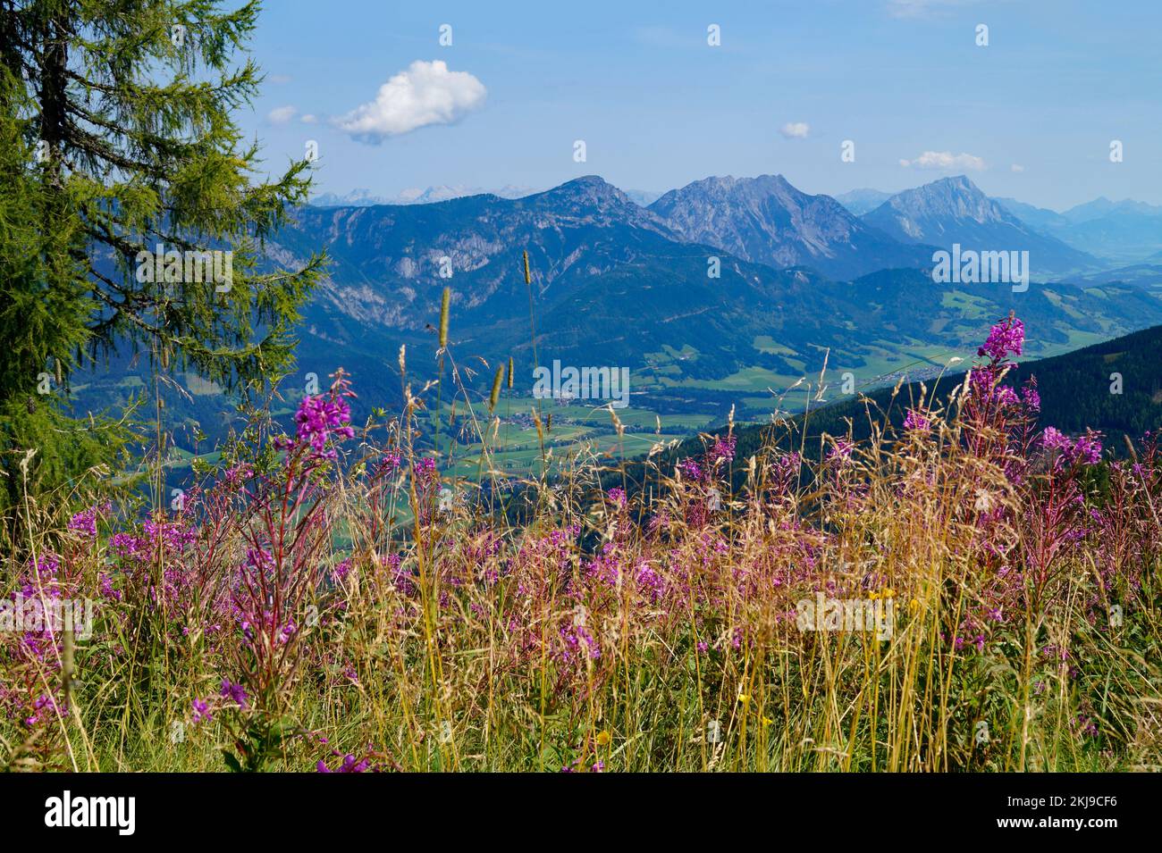 hiking trail overlooking beautiful alpine landscape with lush alpine ...