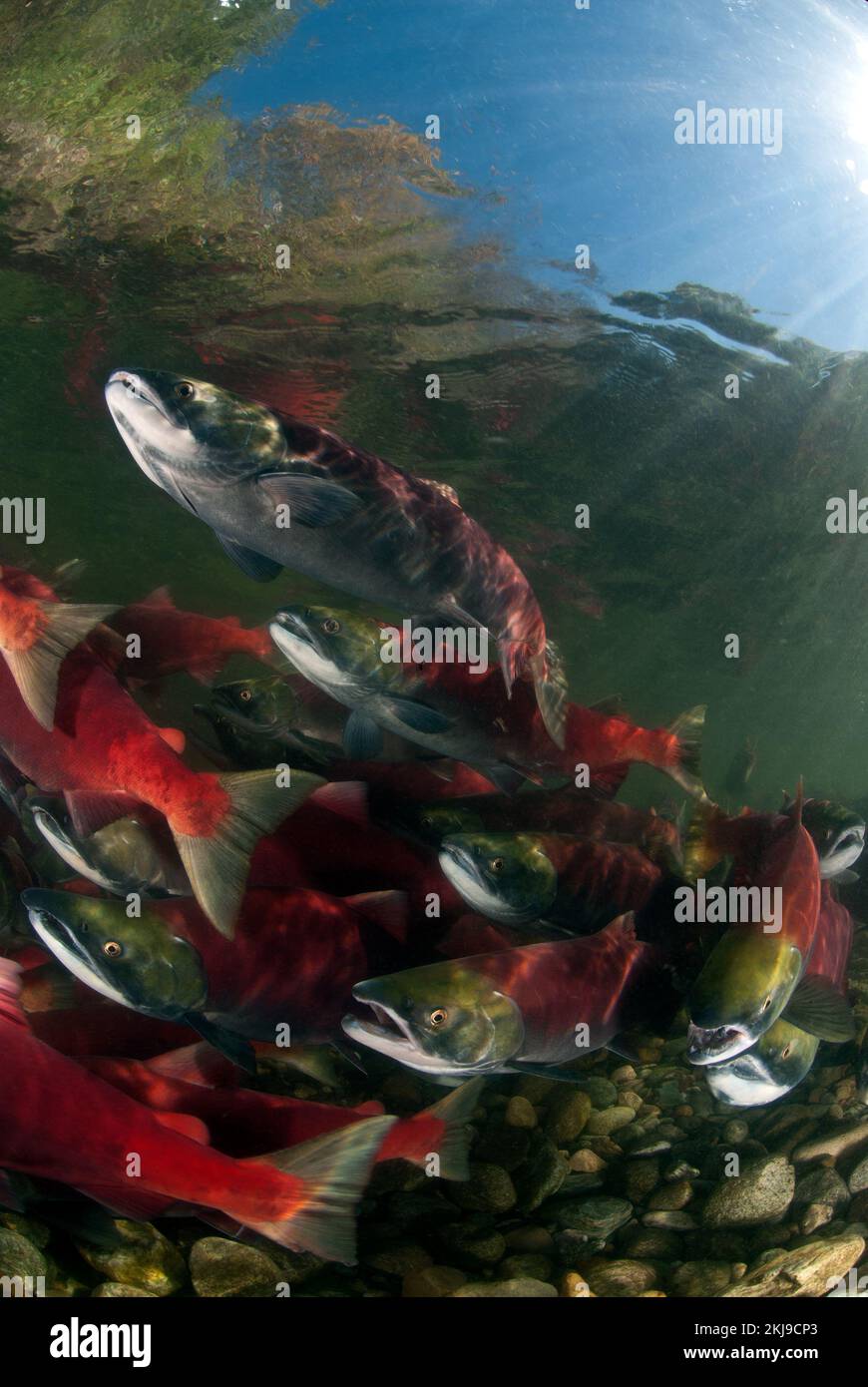 Sockeye salmon run, Canada Stock Photo - Alamy