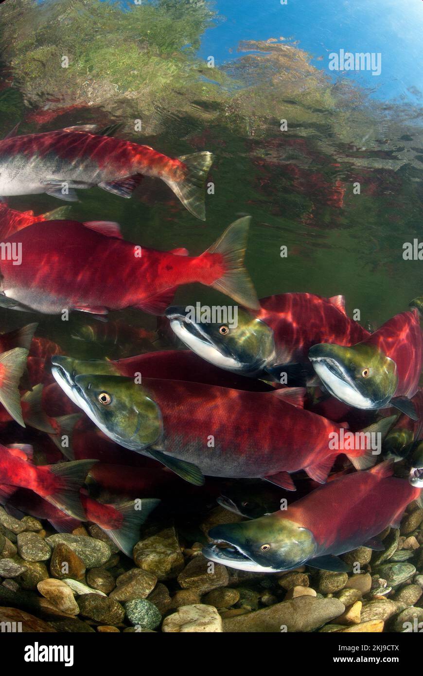 Sockeye salmon run, Canada Stock Photo - Alamy