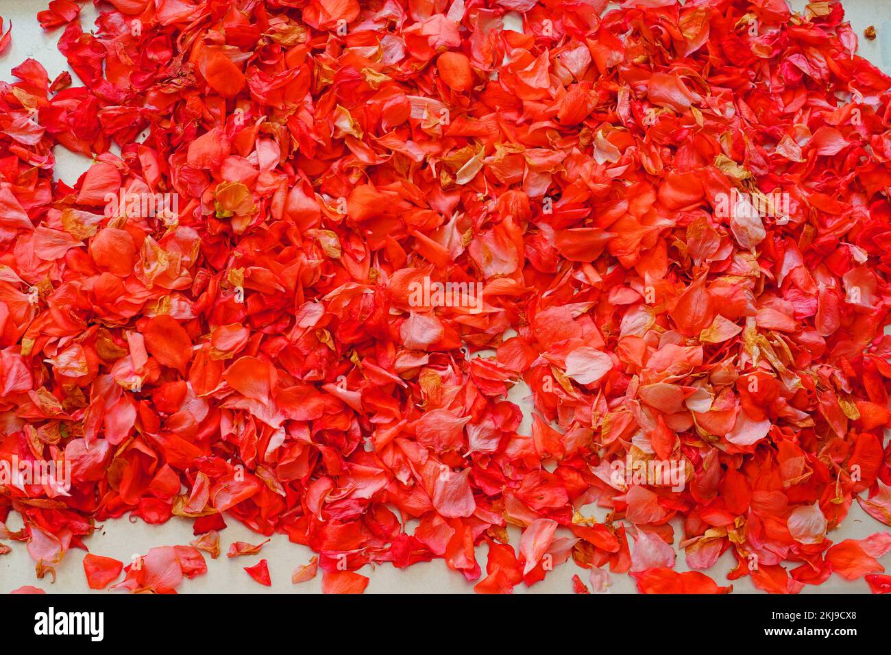 Dried petals of apricot colored Japanese flowering quince blossoms ...