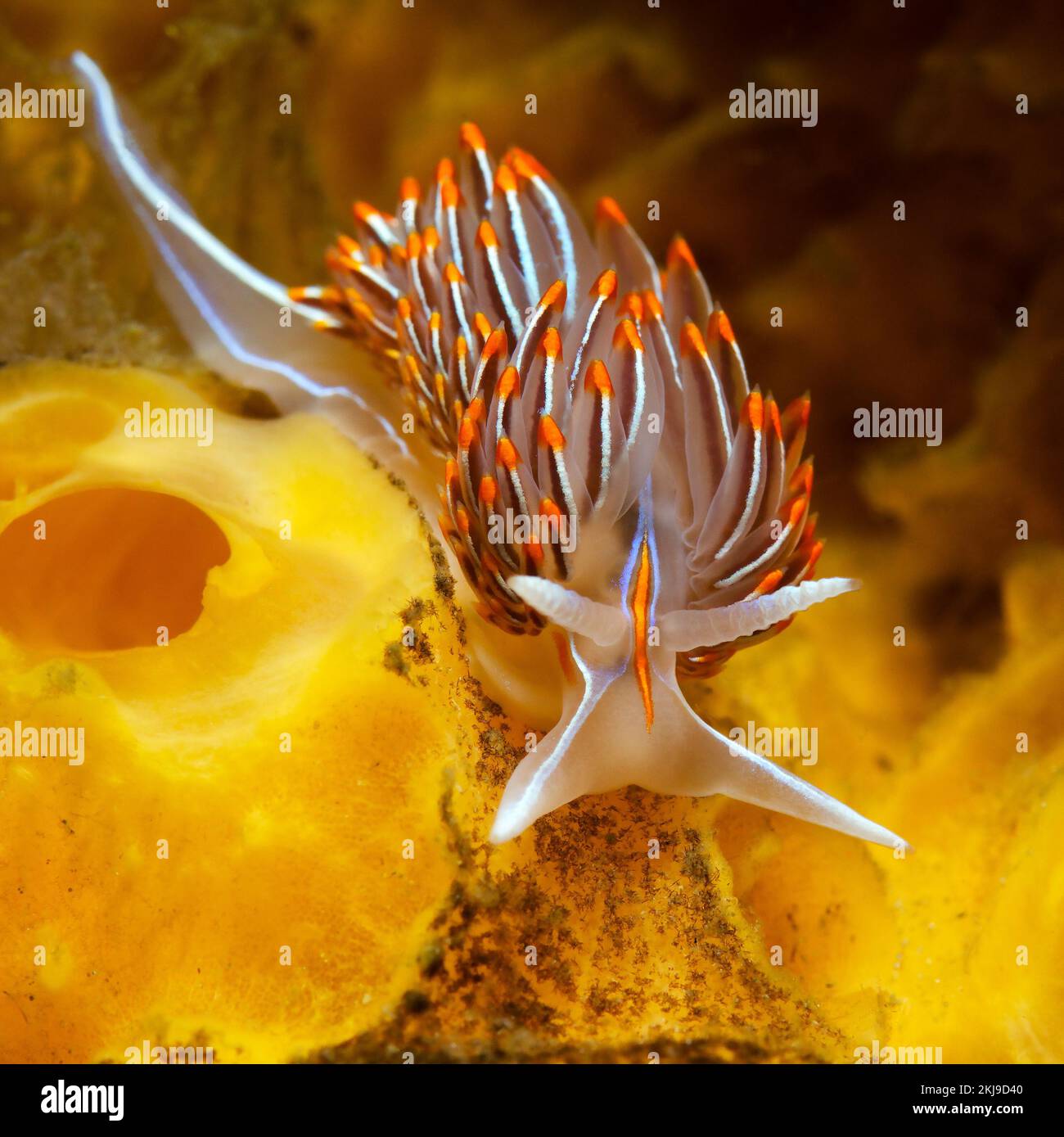 Canada nudibranch hi-res stock photography and images - Alamy