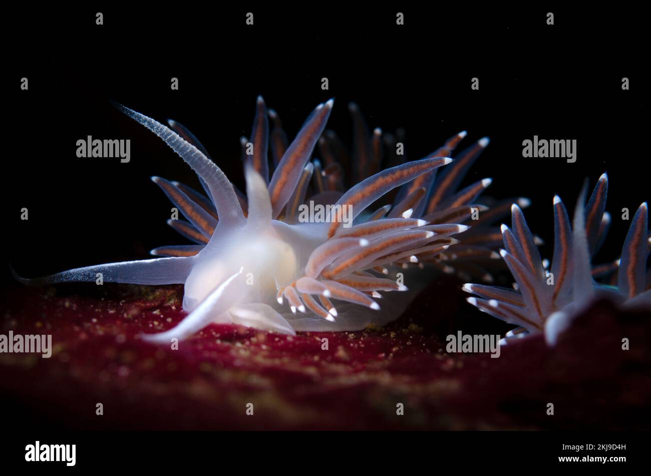 Canada nudibranch hi-res stock photography and images - Alamy