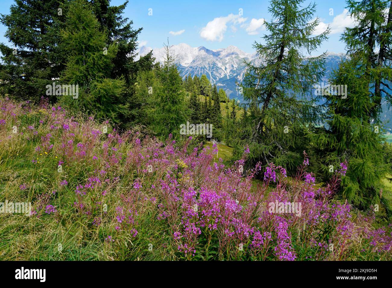 hiking trail overlooking beautiful alpine landscape with lush alpine ...