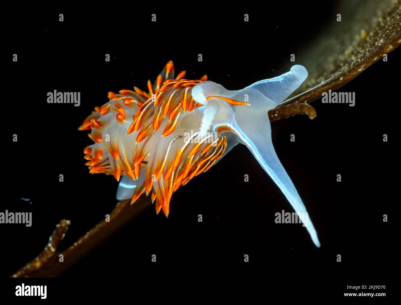 Canada nudibranch hi-res stock photography and images - Alamy