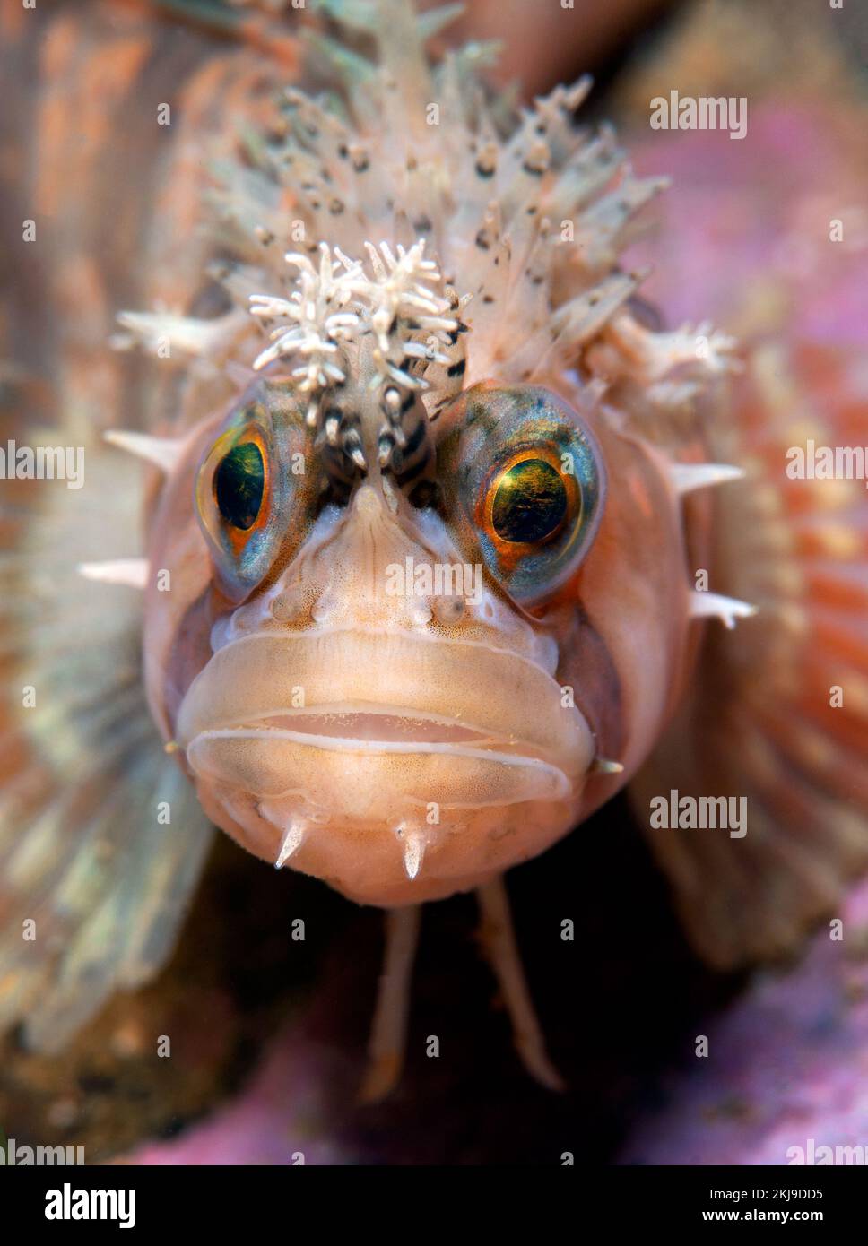 Warbonnet hi-res stock photography and images - Alamy