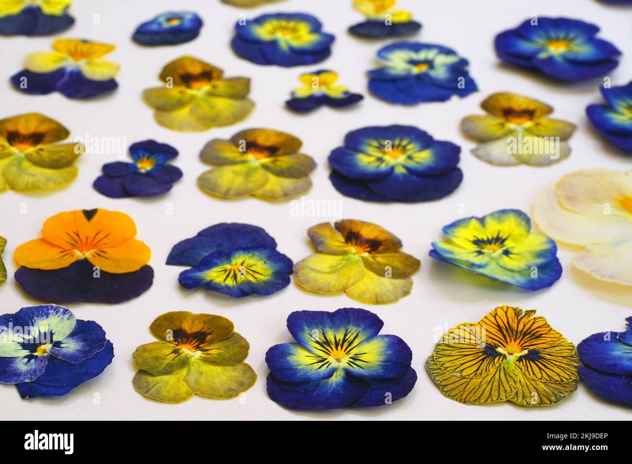 Pressed pansy and viola flowers drying on a paper sheet Stock Photo - Alamy