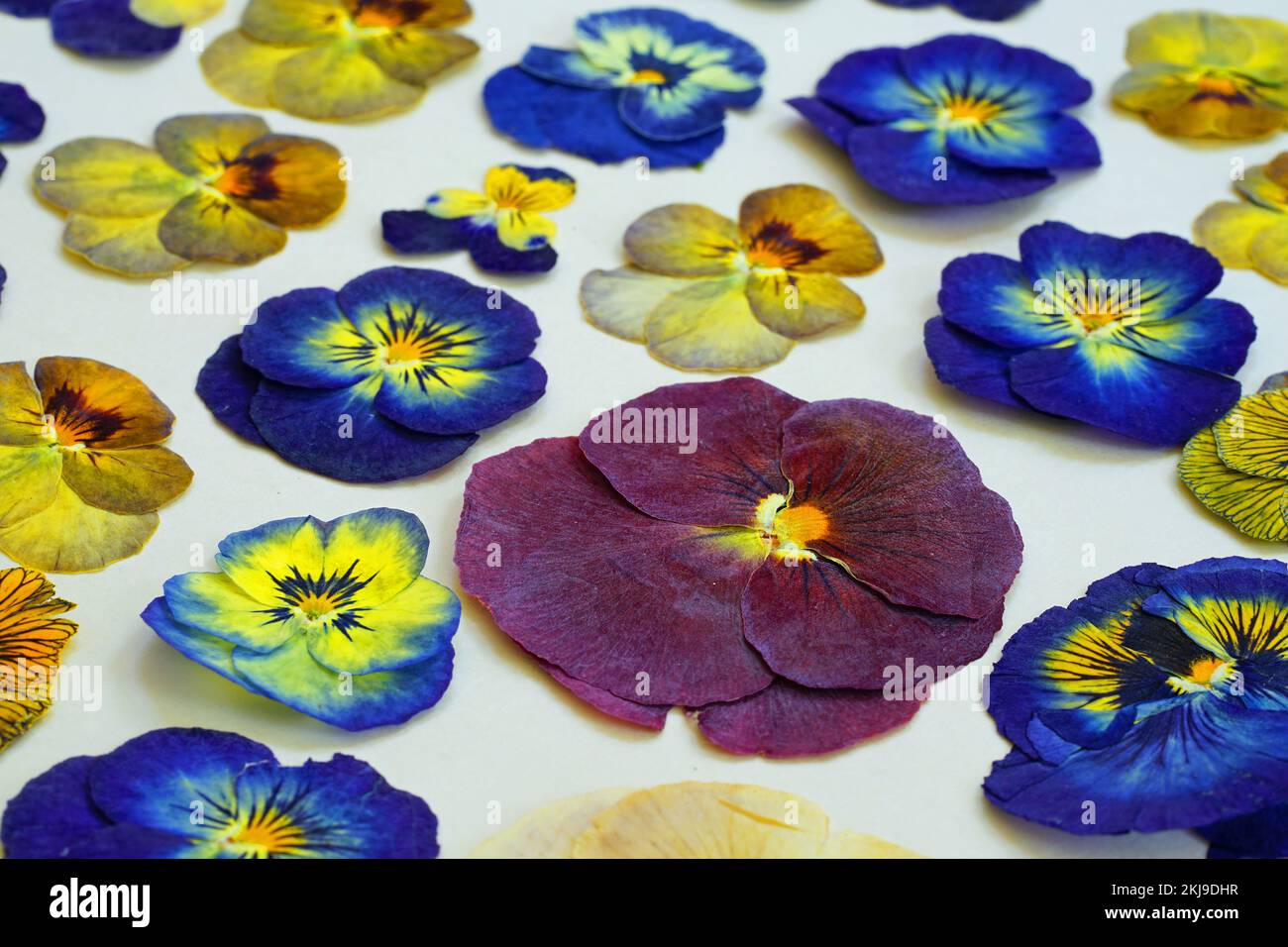 Pressed pansy and viola flowers drying on a paper sheet Stock Photo - Alamy