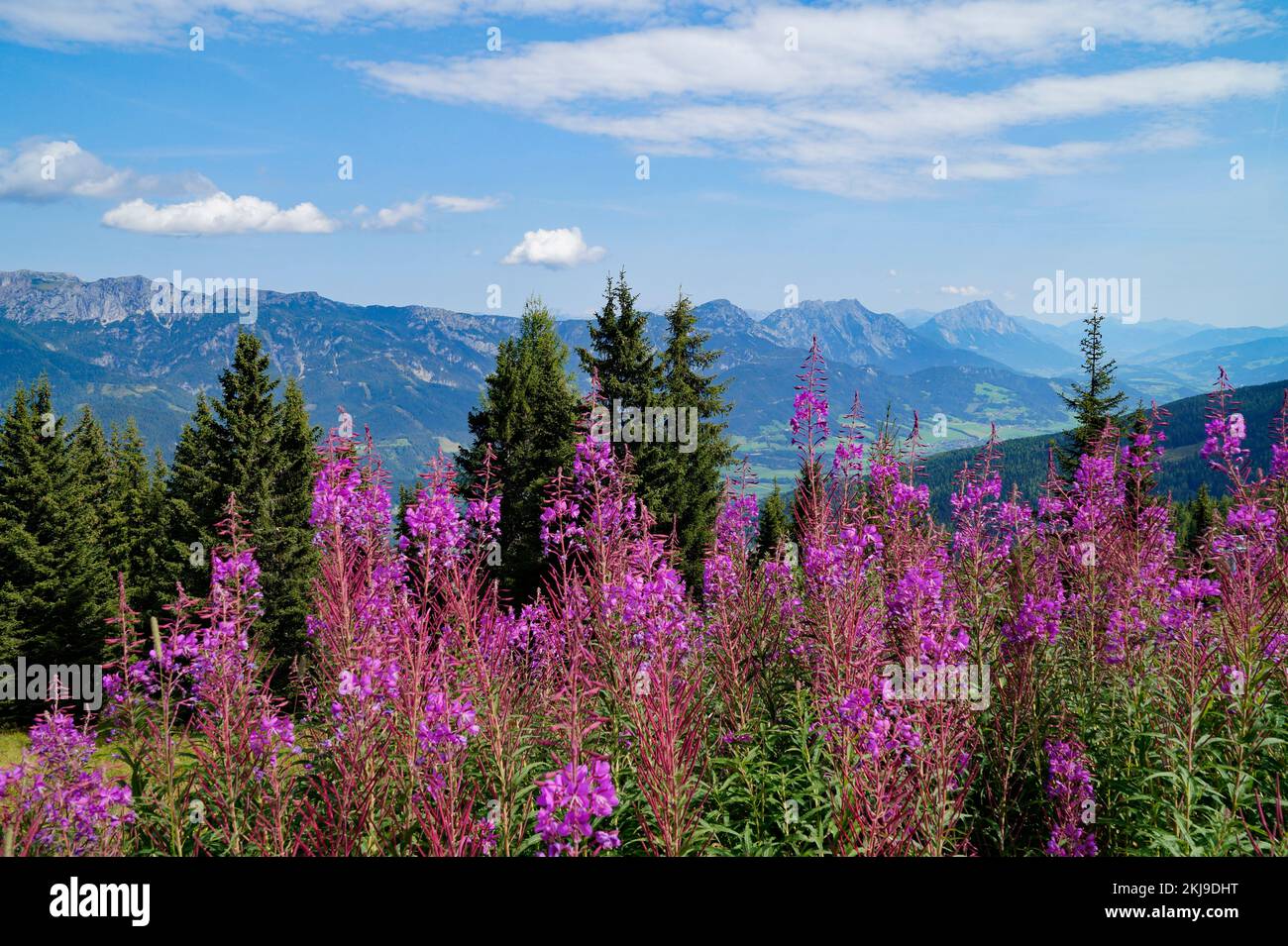 hiking trail overlooking beautiful alpine landscape with lush alpine ...