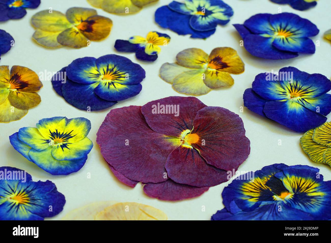 Pressed pansy and viola flowers drying on a paper sheet Stock Photo - Alamy