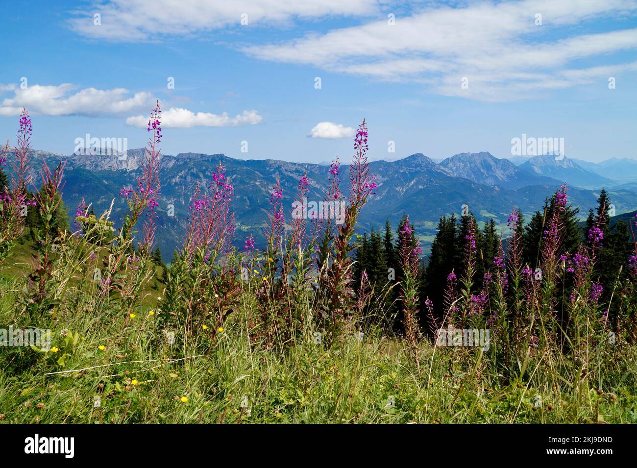 hiking trail overlooking beautiful alpine landscape with lush alpine ...