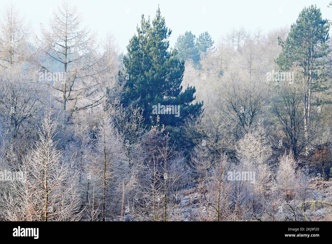 Frost covered mixed woodland in mid-winter landscape at Cannock Forest ...