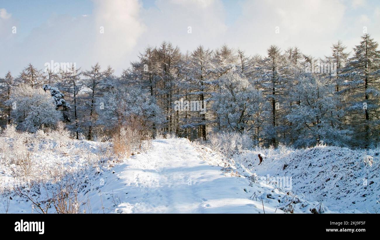 Snow covered ramparts Castle Ring in winter Cannock Chase Country Park ...