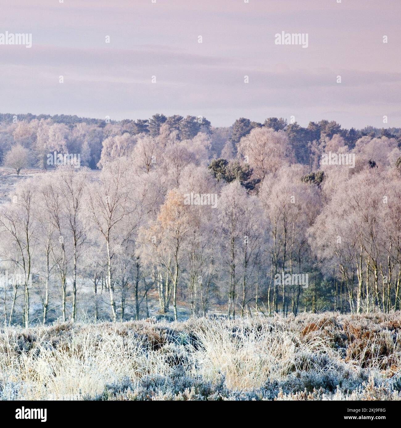 Frosted lonesome pine tree Brindley Valley in early winter on Cannock ...