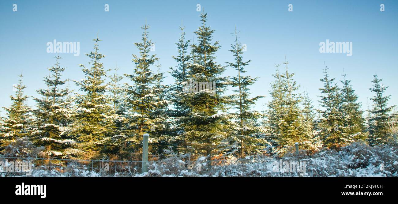 South Street in early winter Cannock Chase Country Park AONB (area of ...