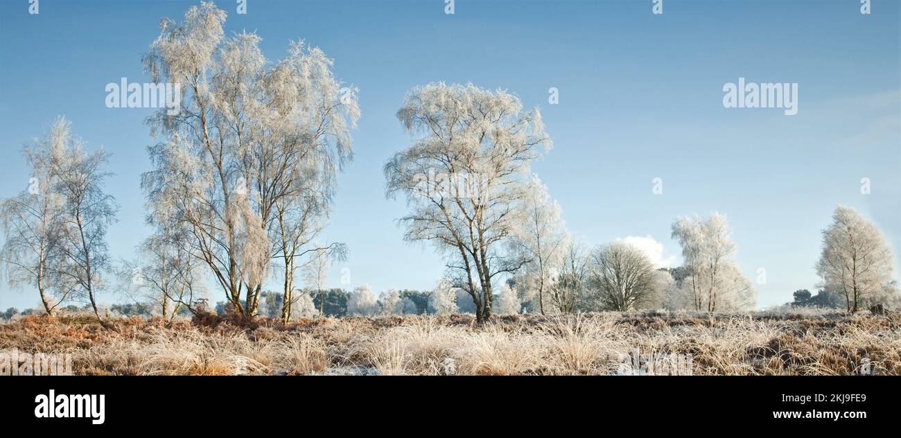 Beautiful winter scenes in frosted Brindley Heath area early winter ...