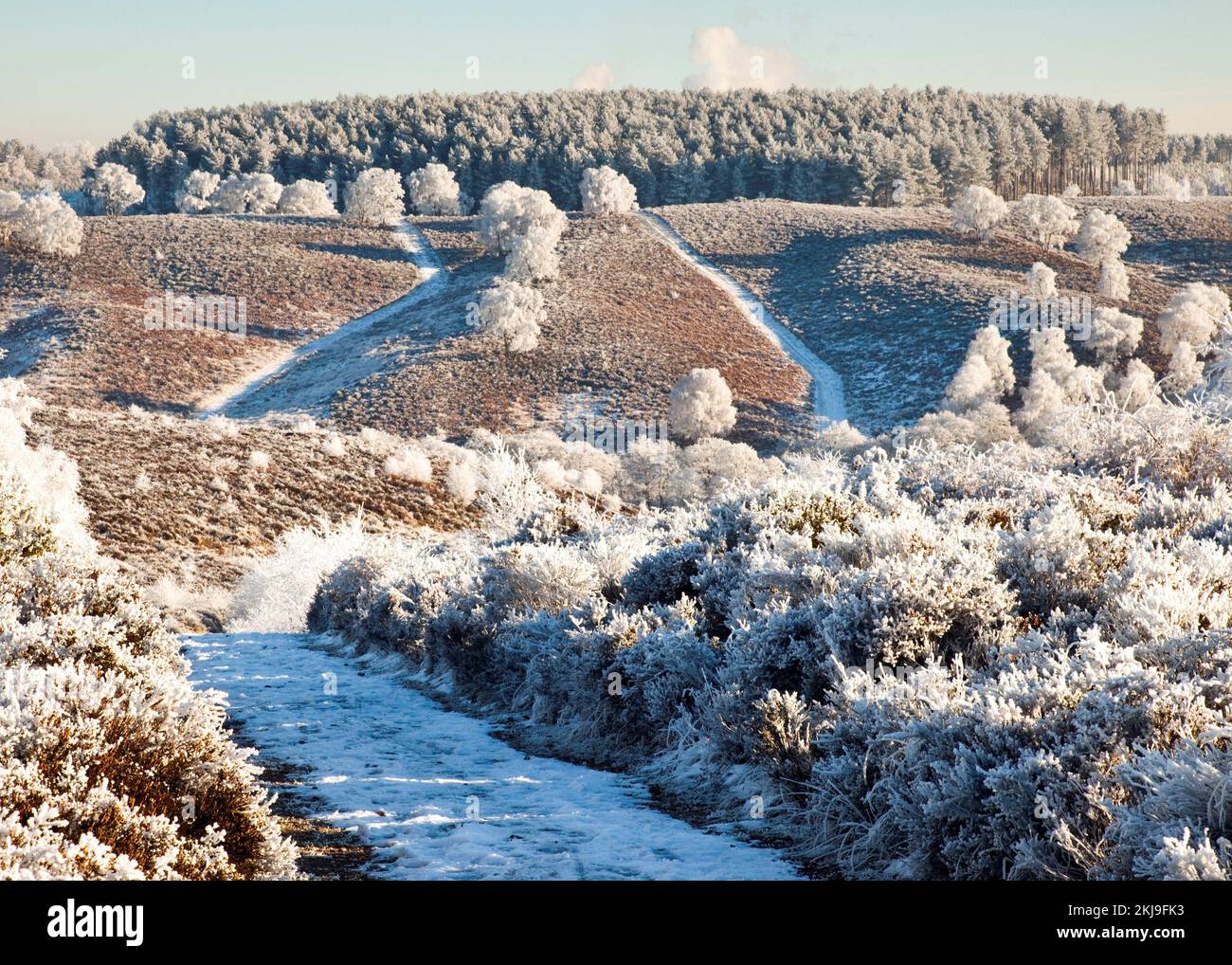Frosted trees and hills and paths in early winter on Cannock Chase ...