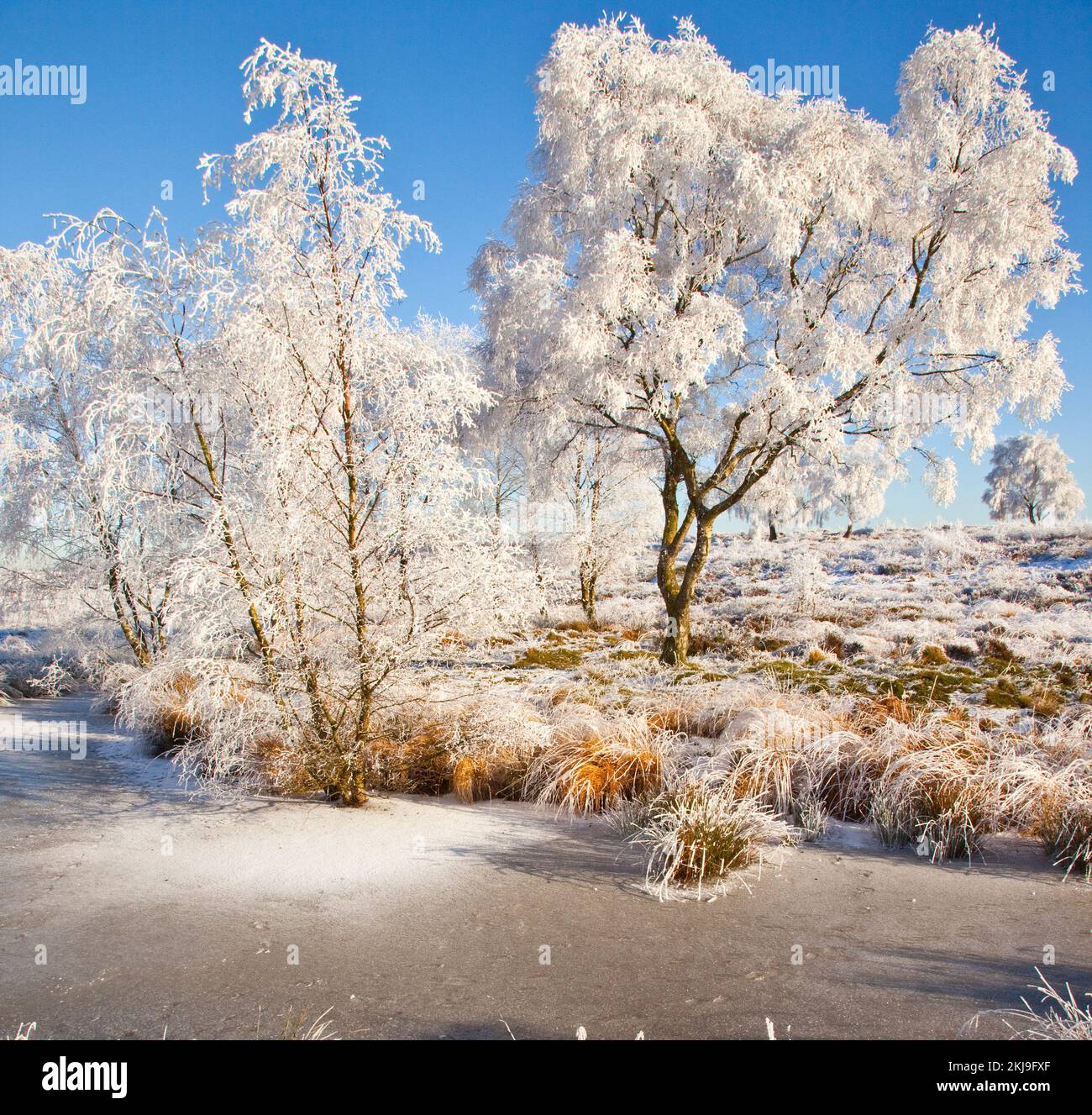Frosted trees around Womere pool in early winter on Cannock Chase ...