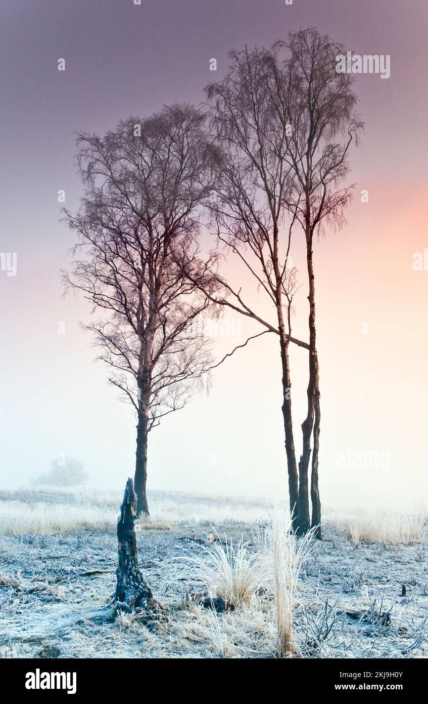 Sunrise subdued light caused by fog and mist in winter Cannock Chase ...