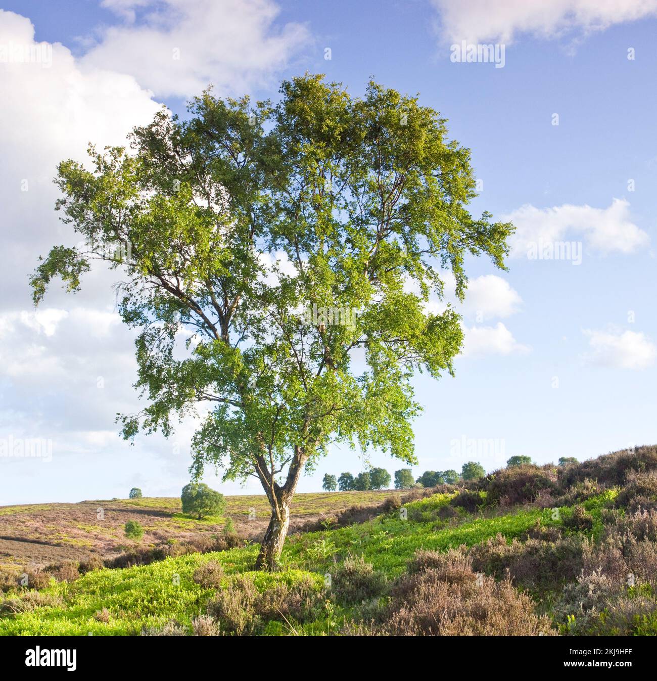 Single Silver Birch tree on hillside Cannock Chase Country Park AONB ...