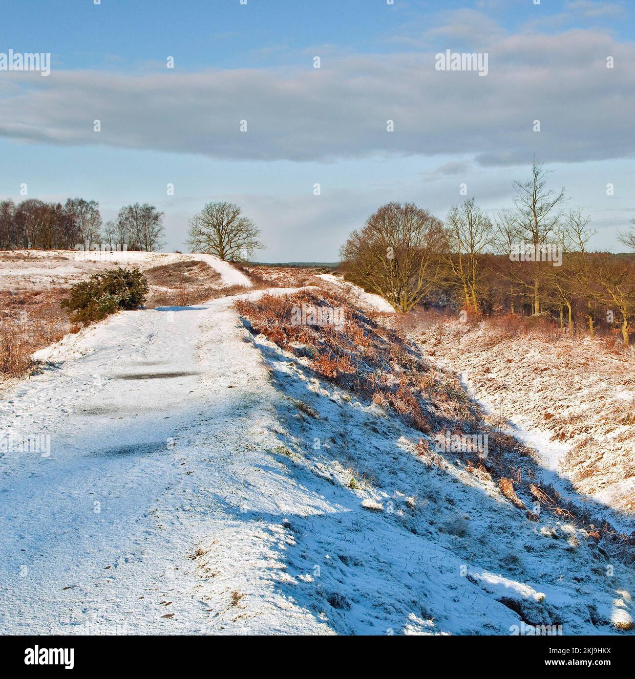 Severe frost in mid-winter Cannock Chase Country Park AONB (area of ...