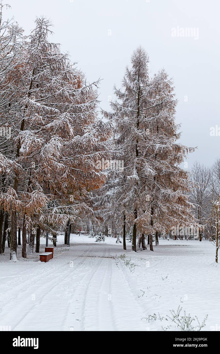 Winter landscape on a frosty November day Stock Photo - Alamy