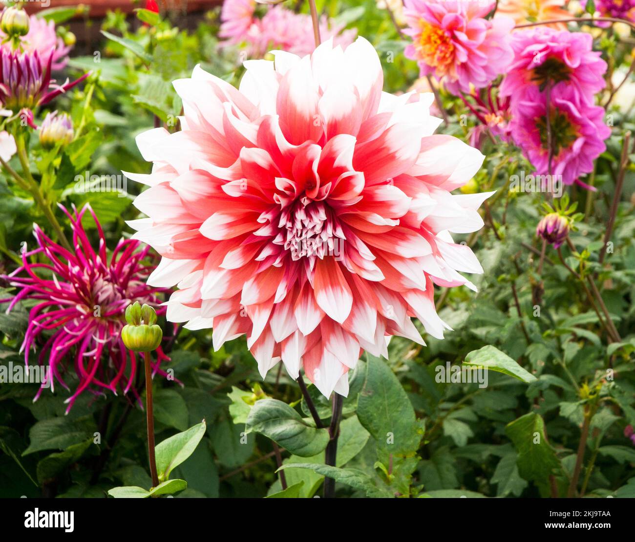 Giant dahlia hi-res stock photography and images - Alamy