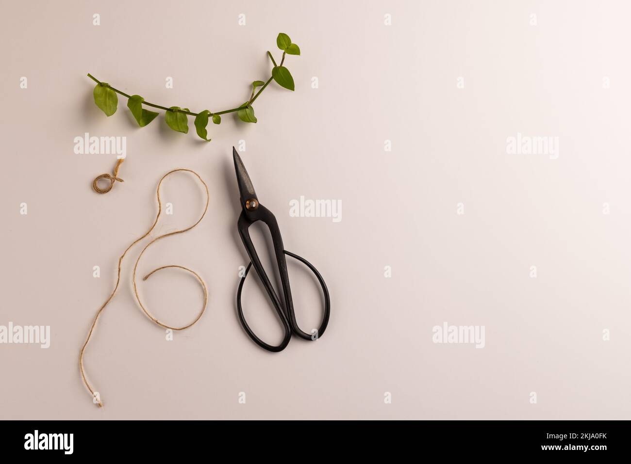 Composition of gardening scissors, plant cutting and string on white ...