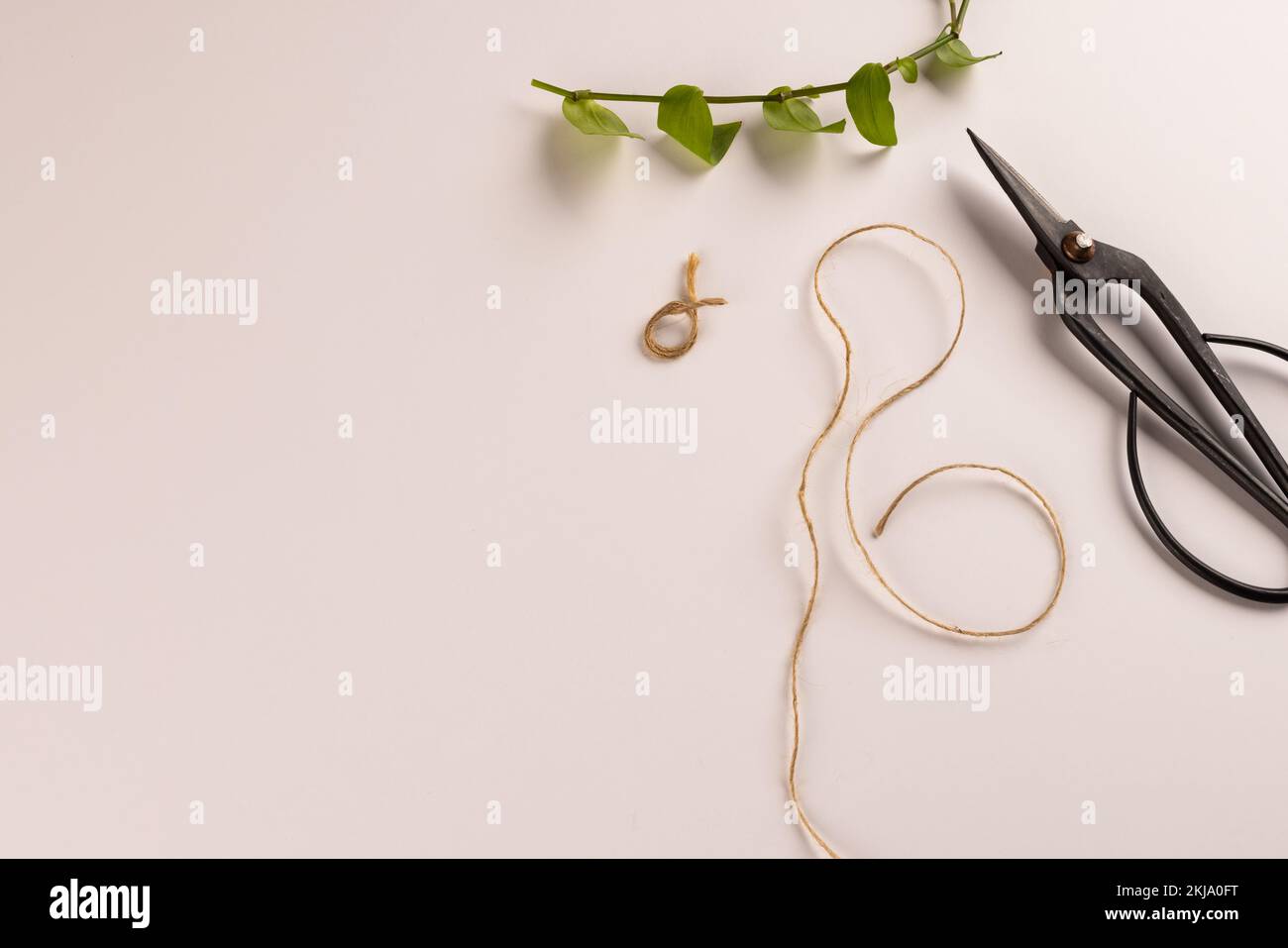 Composition of gardening scissors, plant cutting and string on white ...