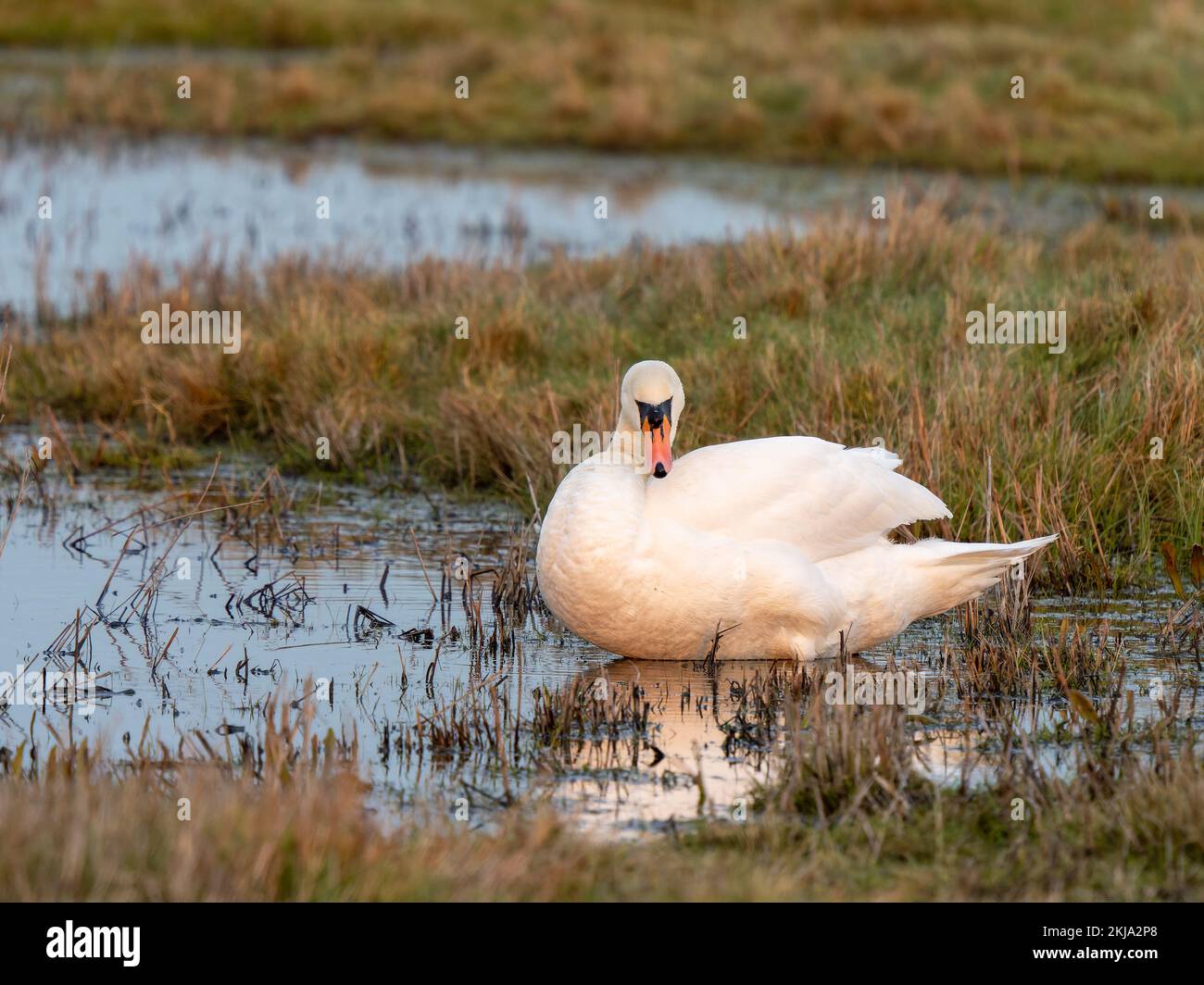 Swan Resting on Water During Golden Hour Stock Photo - Alamy