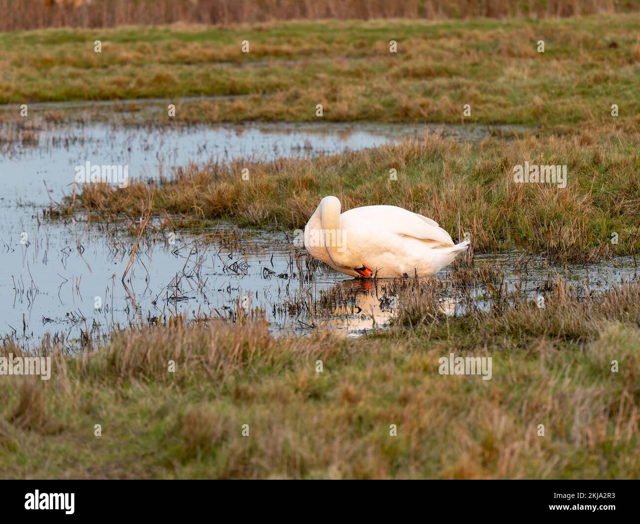 Swan Resting on Water During Golden Hour Stock Photo - Alamy