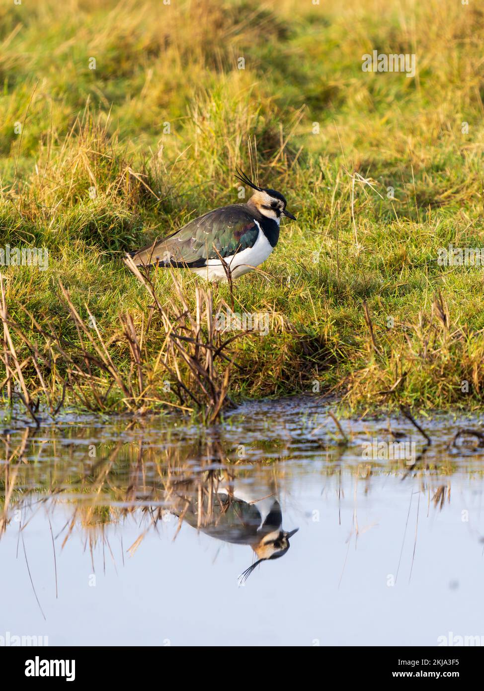 Lapwing with a Reflection in Water Stock Photo - Alamy