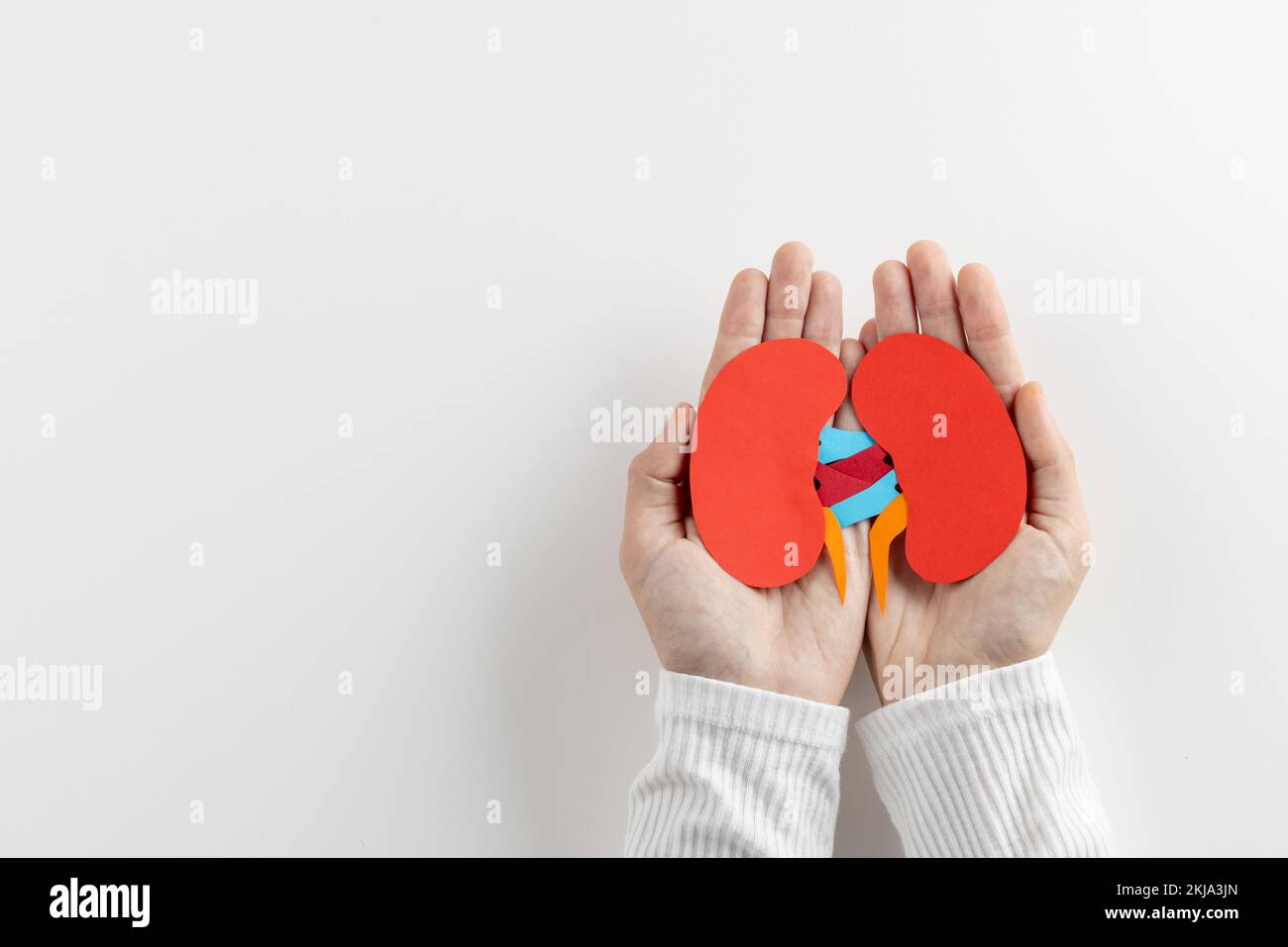 Composition of hands holding kidneys on white background with copy ...