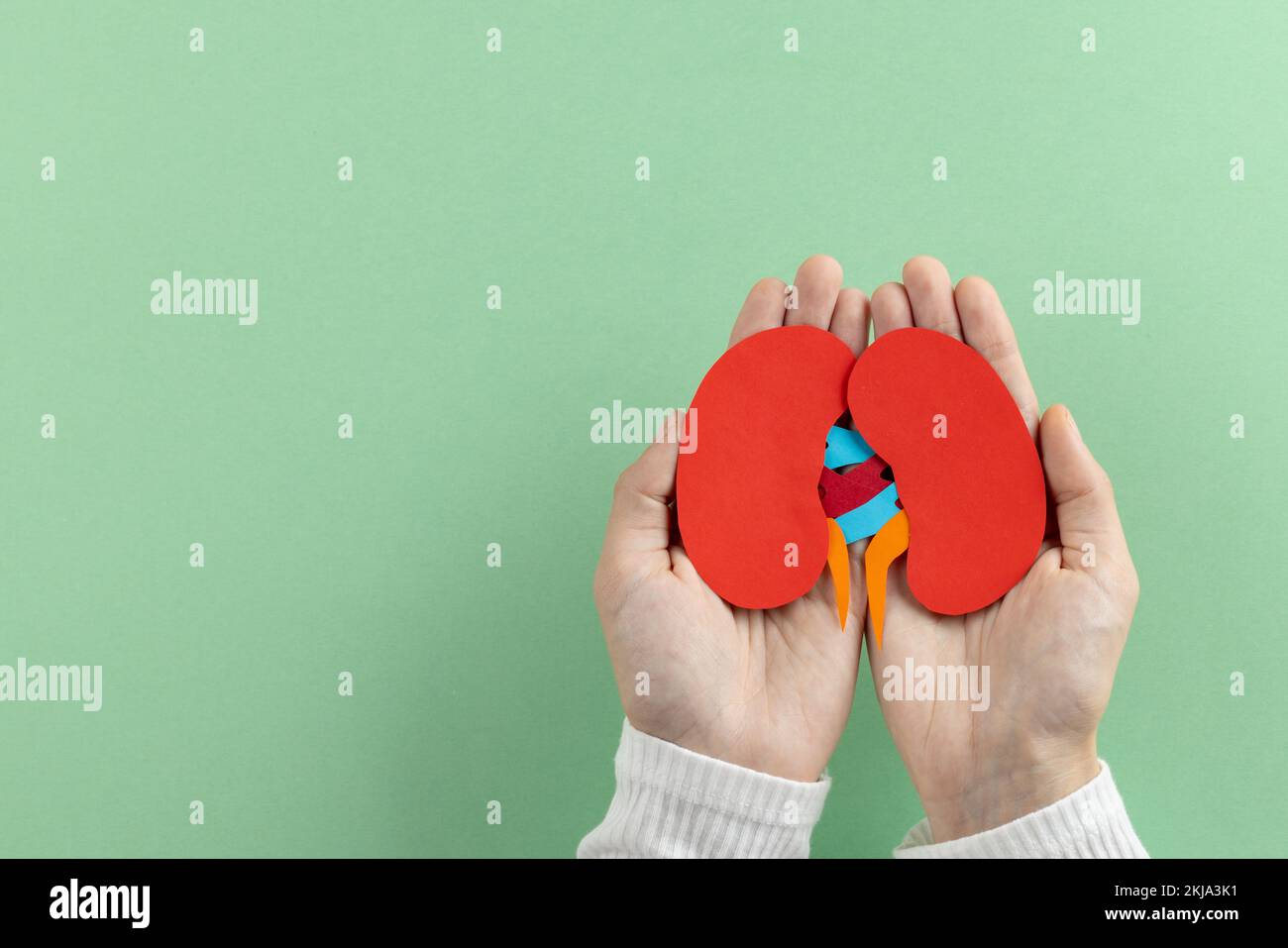 Composition of hands holding kidneys on green background with copy ...