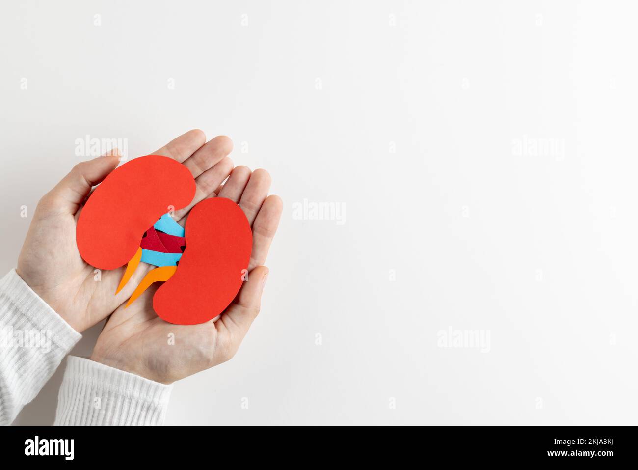 Composition of hands holding kidneys on white background with copy ...