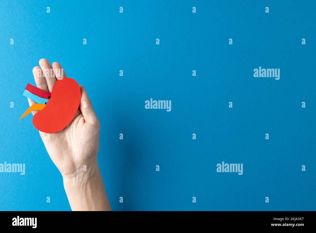 Composition of hand holding kidney on blue background Stock Photo - Alamy