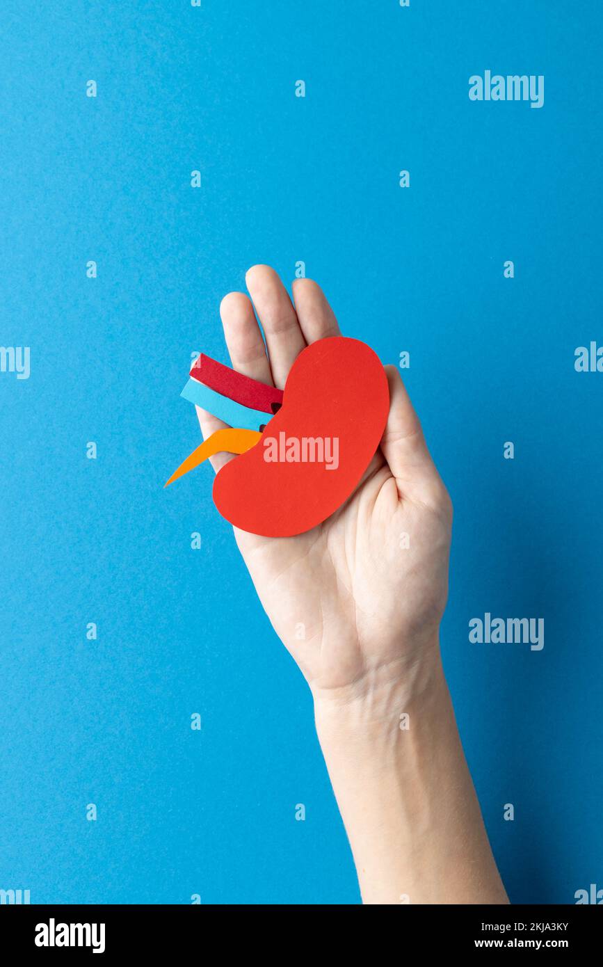 Vertical composition of hand holding kidney on blue background with ...