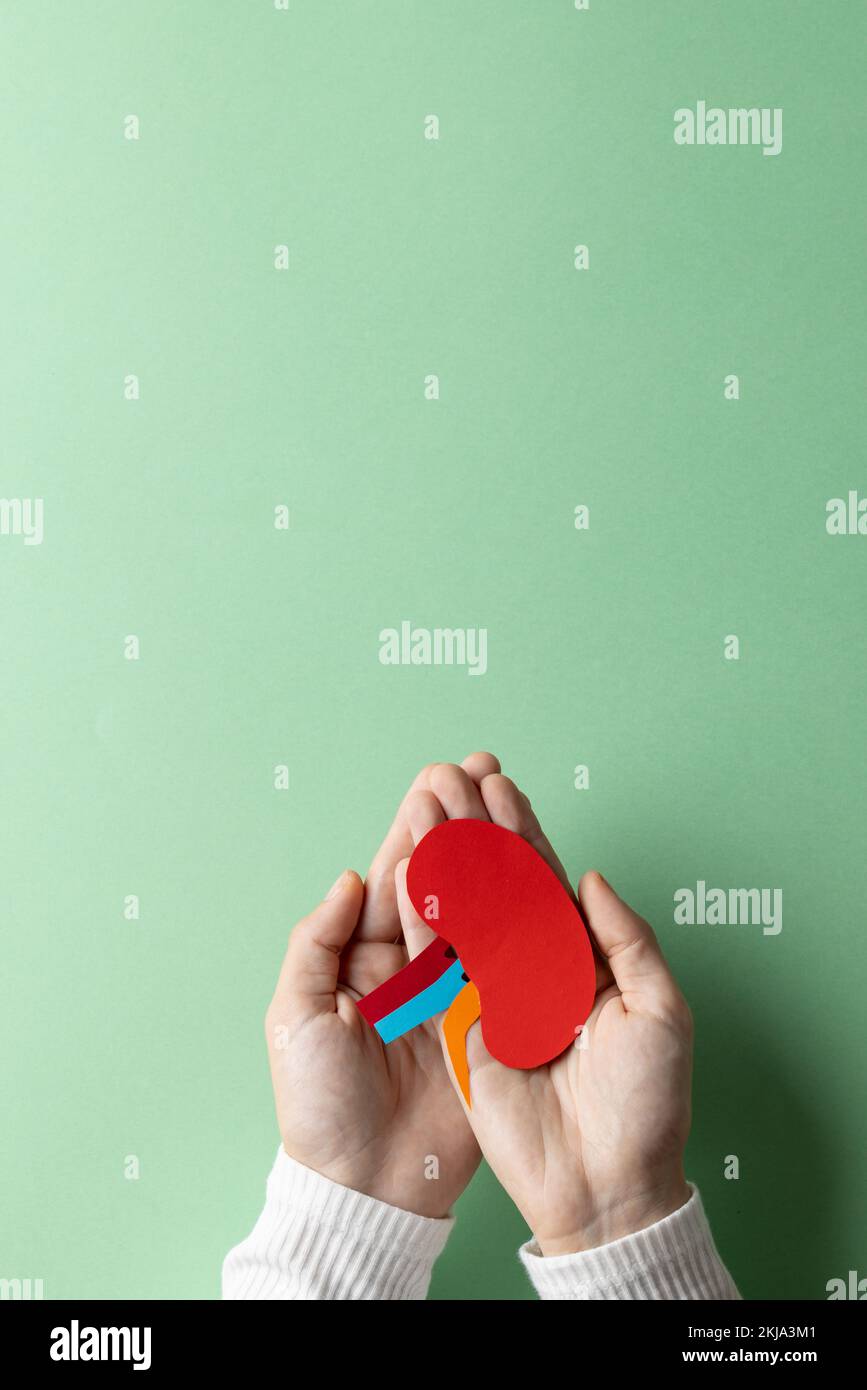 Vertical composition of hands holding kidney on green background with ...