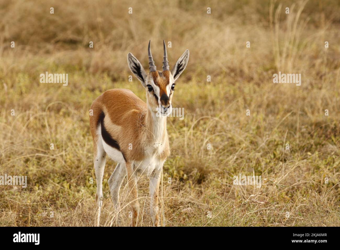 A cute baby antelope in a safari surrounded by golden grass Stock Photo ...