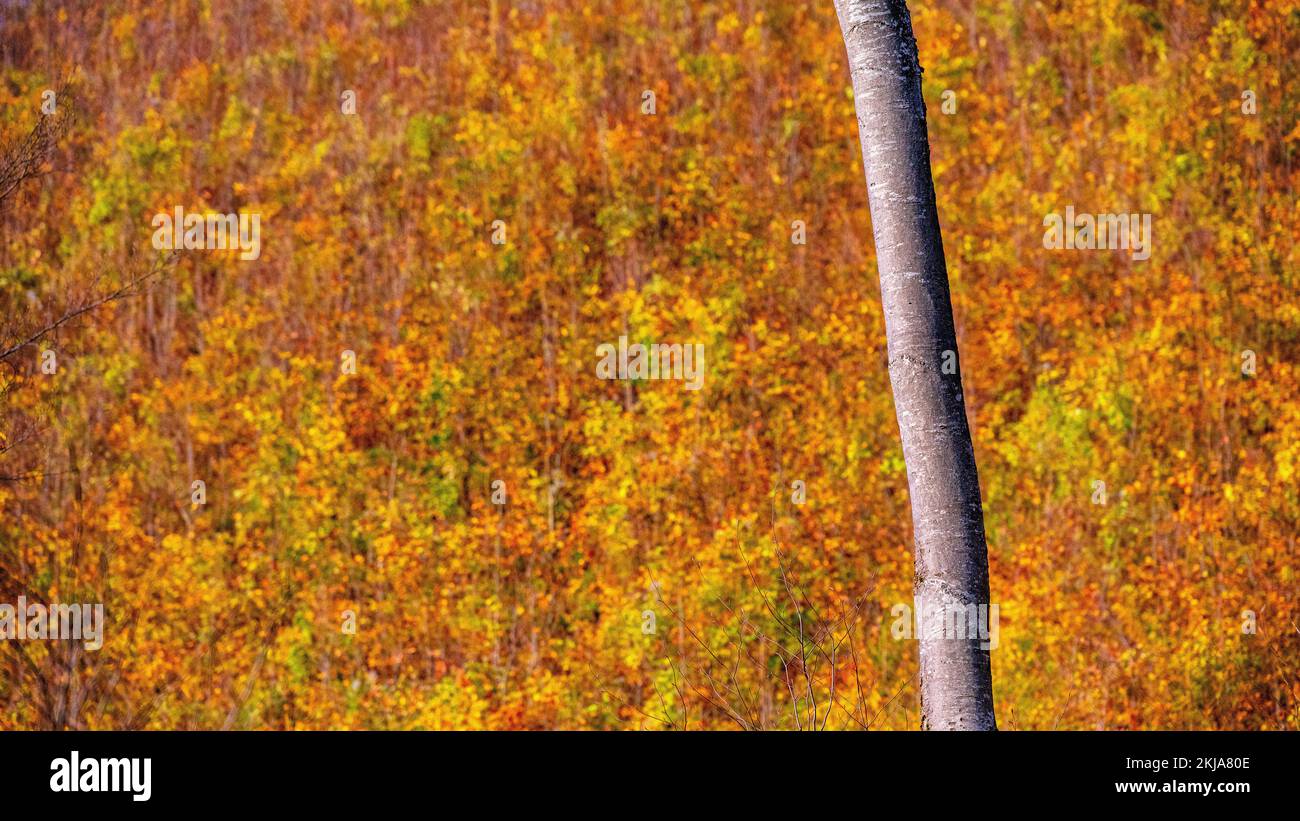Clearing autumn sky hi-res stock photography and images - Alamy