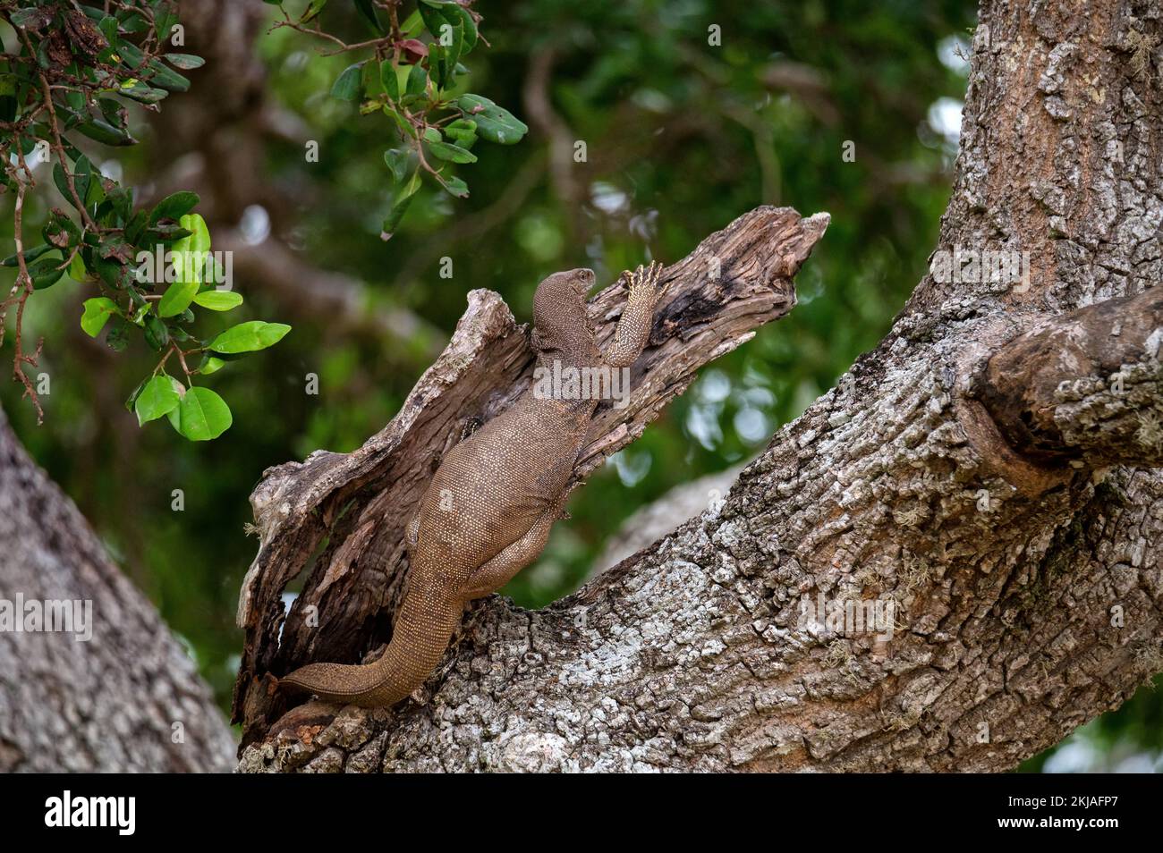 Black tree monitor hi-res stock photography and images - Alamy